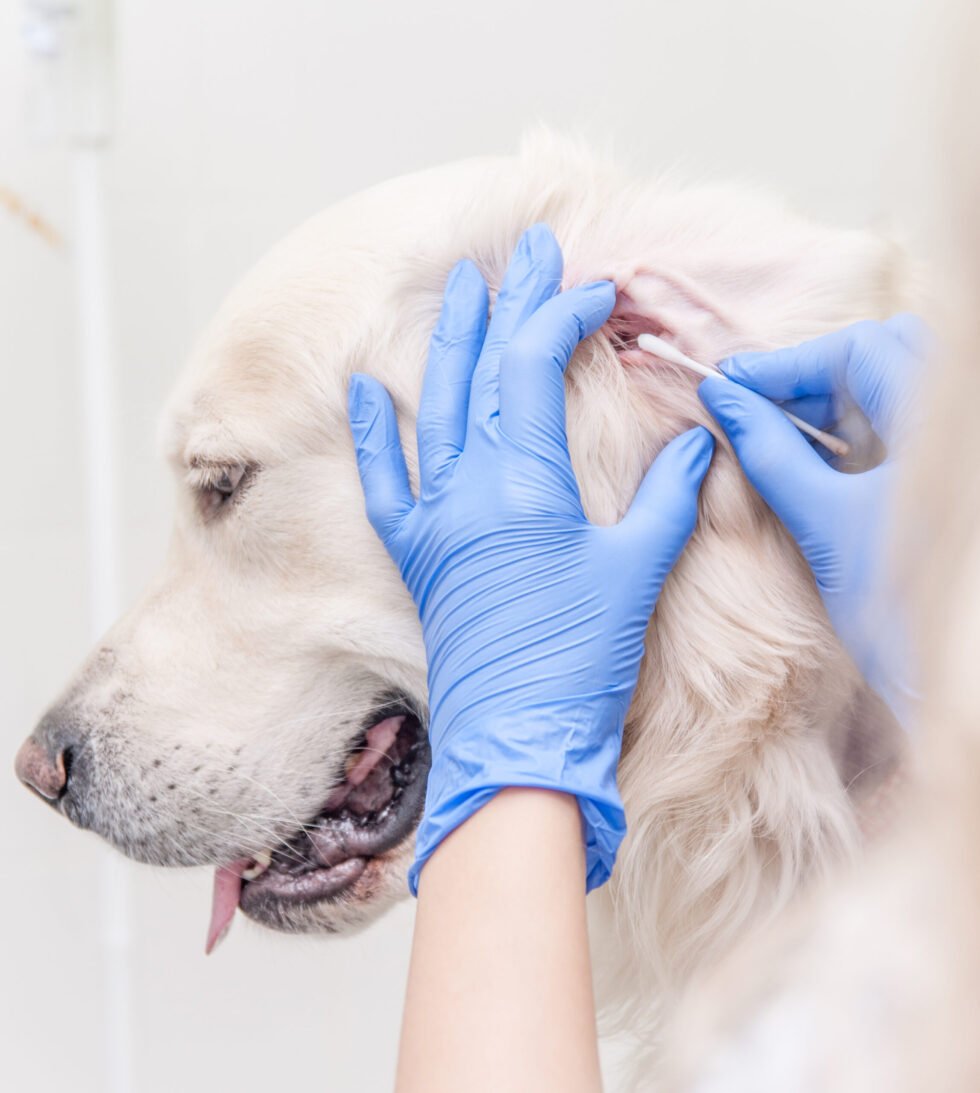 Raleigh, NC Comprehensive Veterinarians | Oak Heart Veterinary Hospital